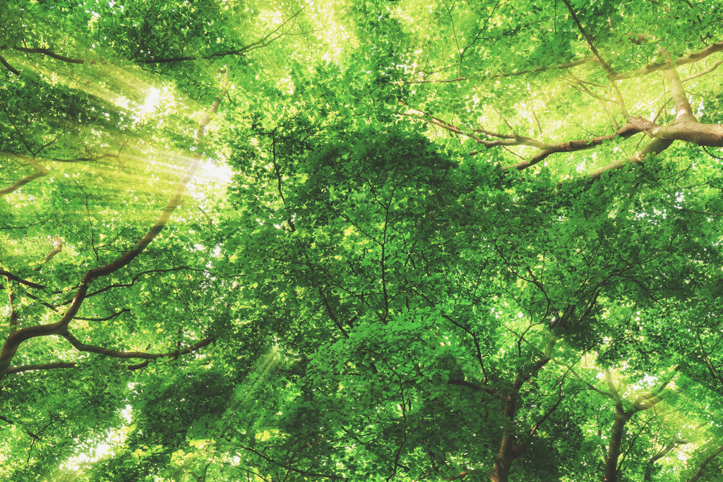 The Mythology of Beardsgaard ~ III ~ The Making of Rodensia ~ .x ...